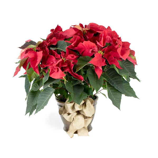 Hy-Vee Aisles Online Grocery Shopping