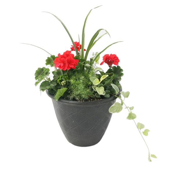 12" Geranium Combo Planter | Hy-Vee Aisles Online Grocery Shopping