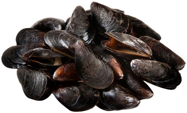 Mussels Online
