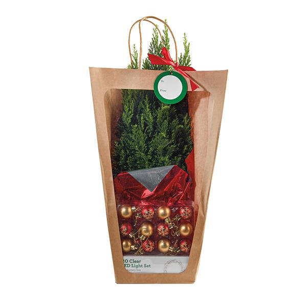 Cypress Tree In A Bag | Hy-Vee Aisles Online Grocery Shopping